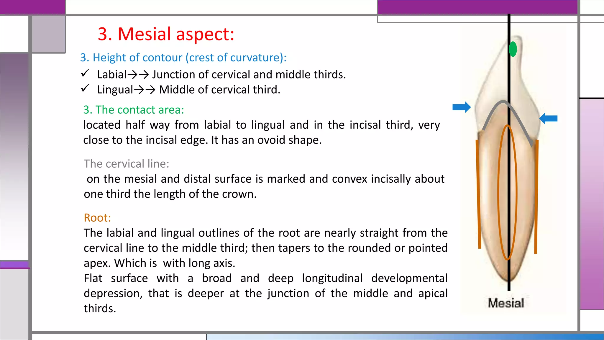 Mandibular central & lateral incisors | PPTX
