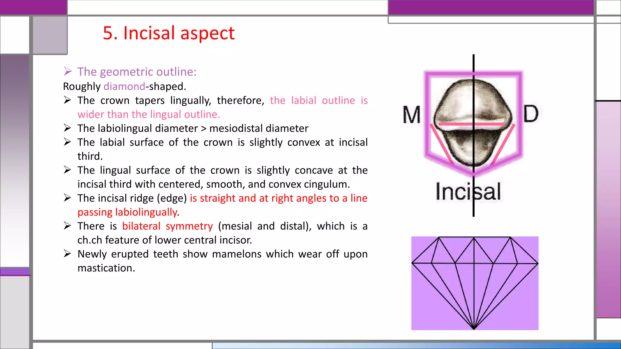 Mandibular central & lateral incisors | PPTX