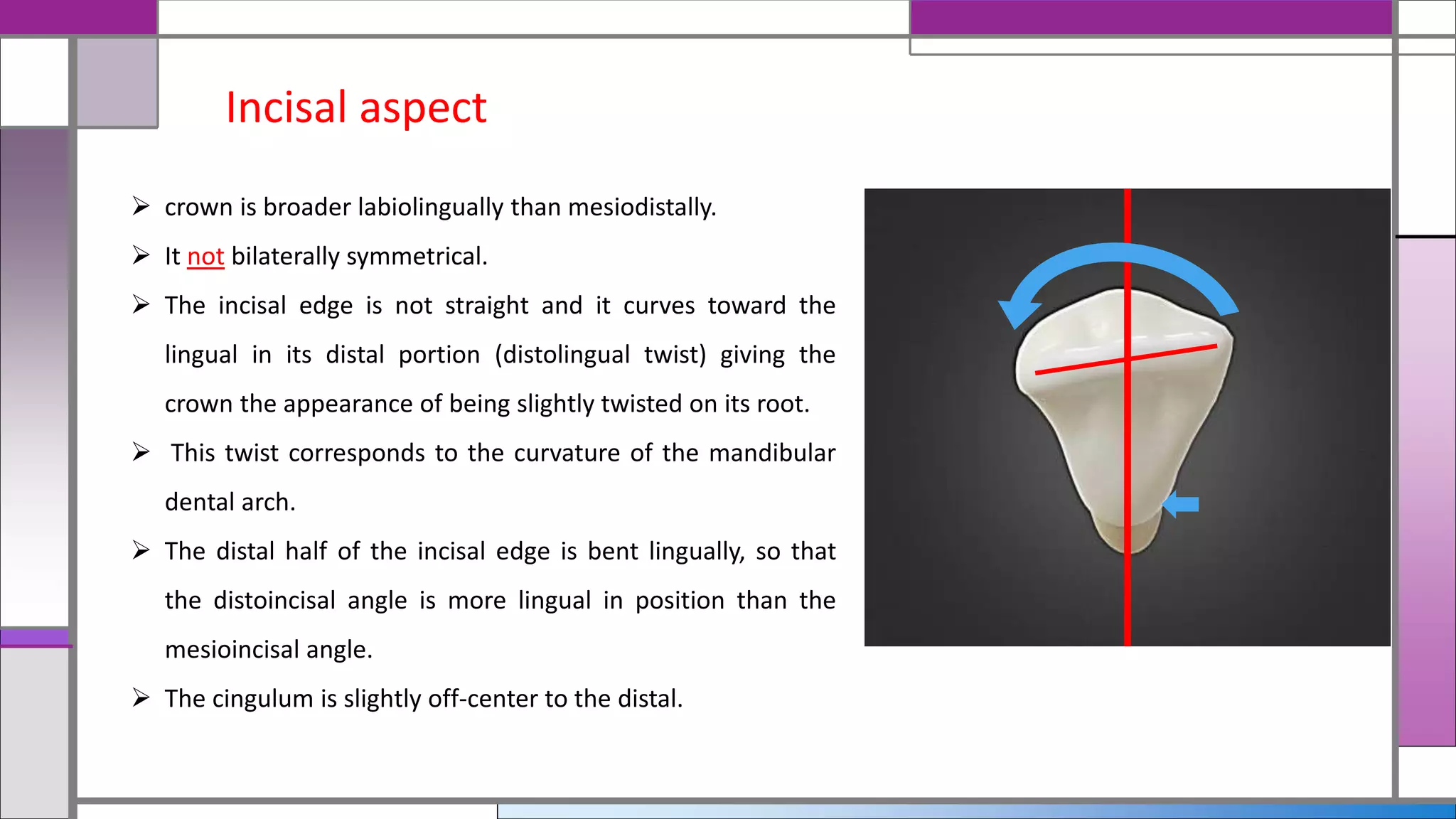Mandibular central & lateral incisors | PPTX