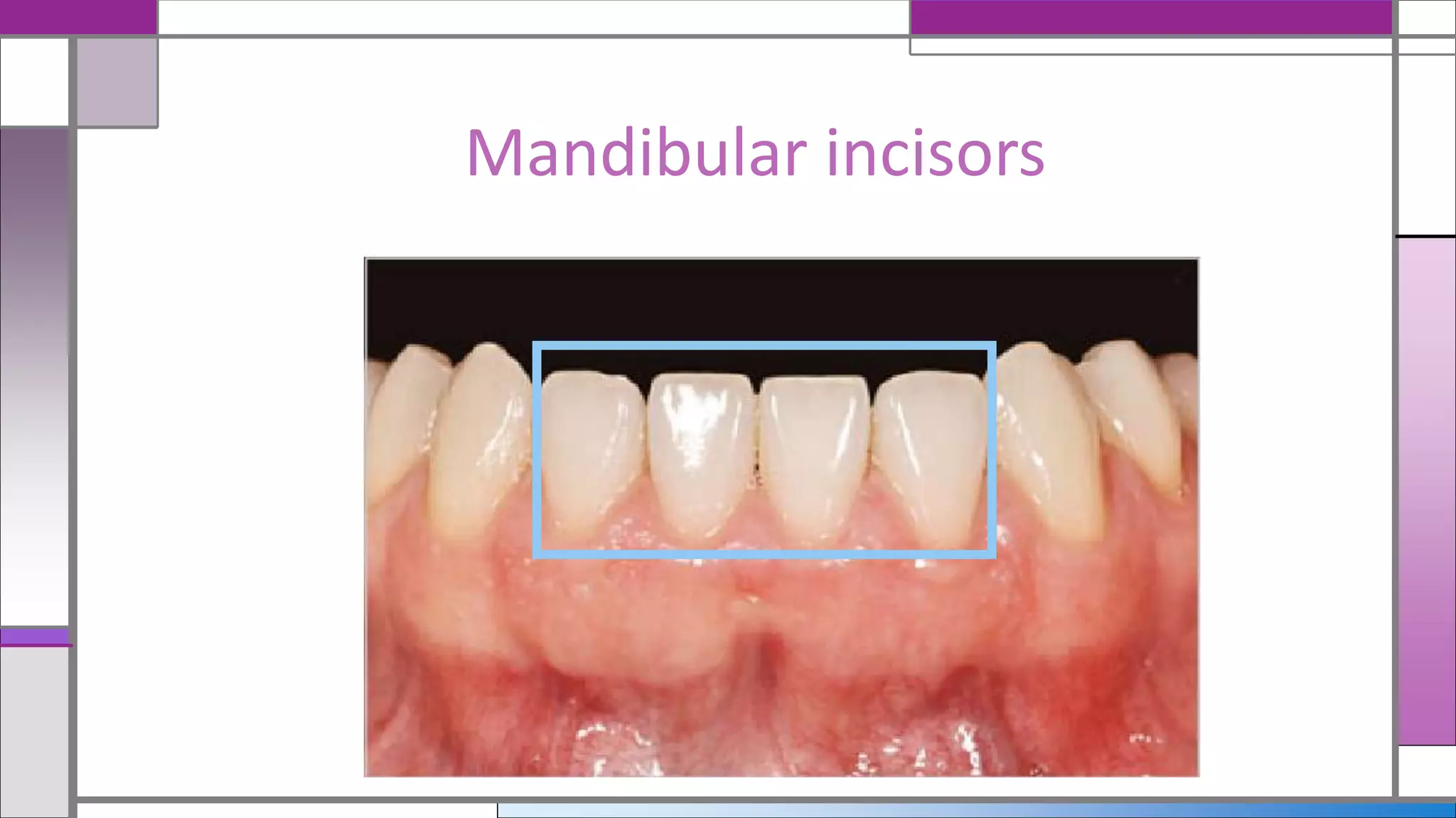 Mandibular central & lateral incisors | PPTX