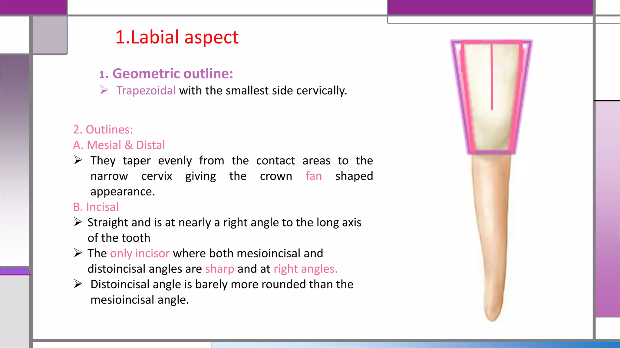 Mandibular central & lateral incisors | PPTX