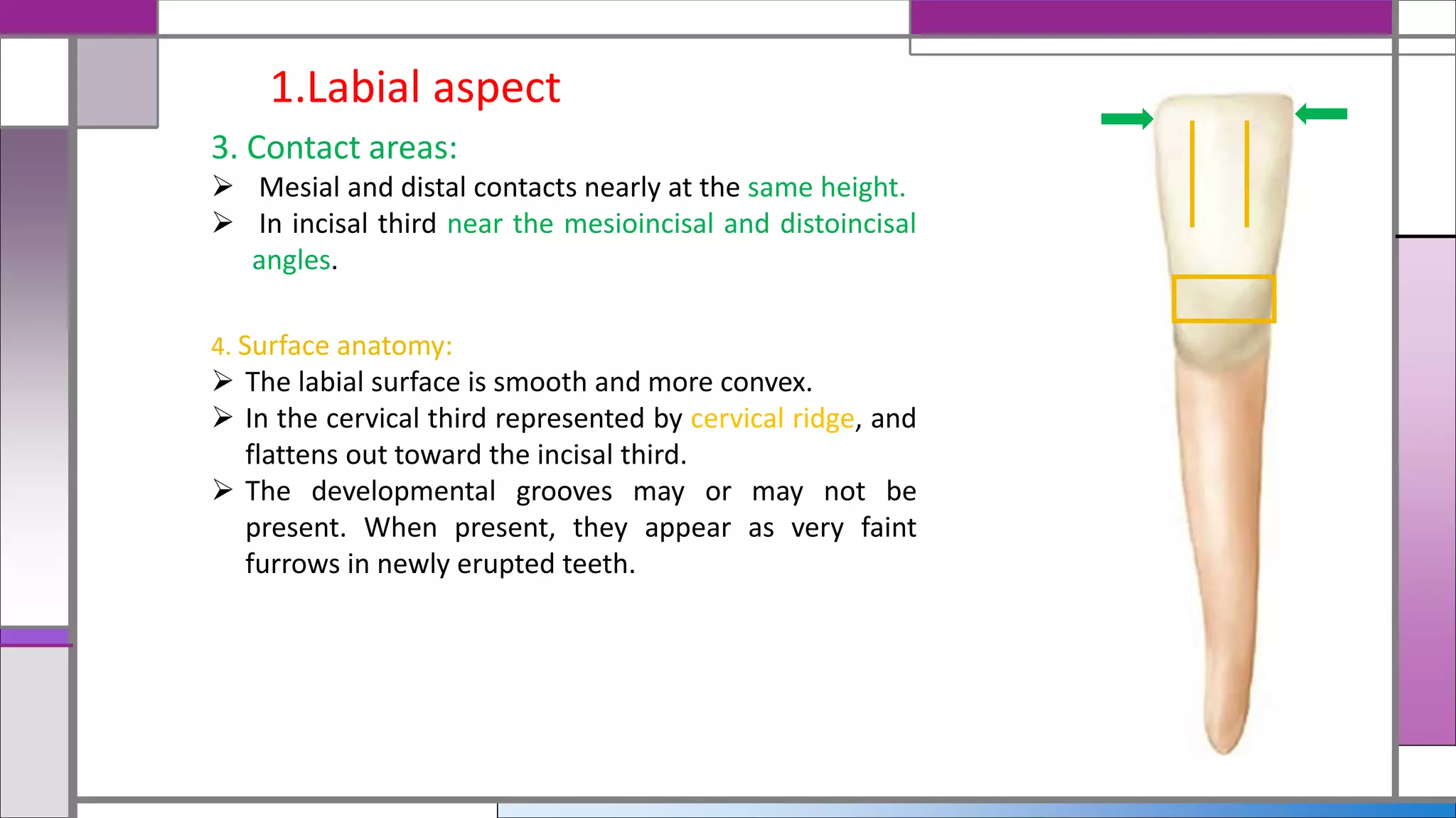 Mandibular central & lateral incisors | PPTX