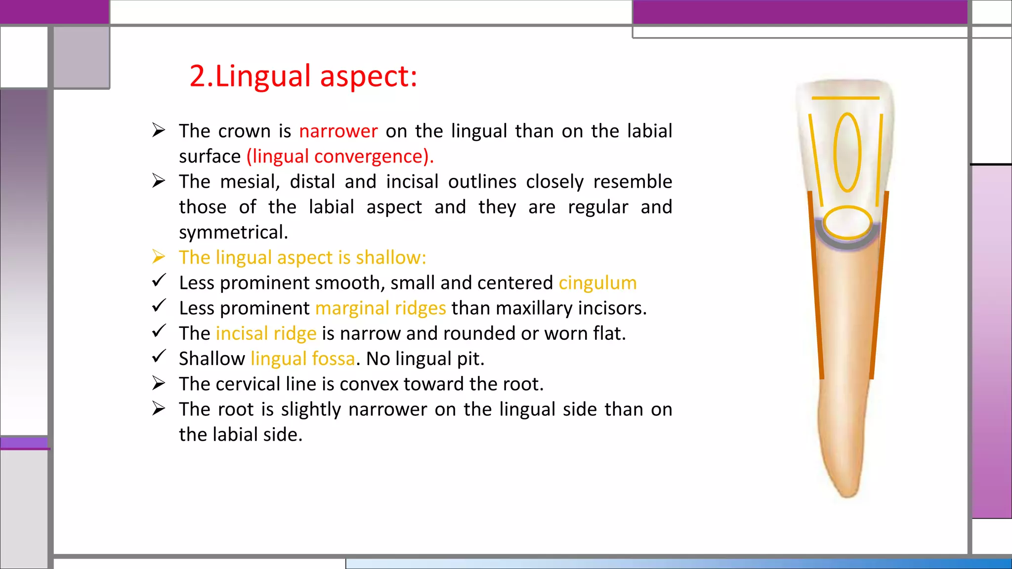 Mandibular central & lateral incisors | PPTX