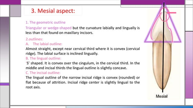 Mandibular central & lateral incisors | PPTX