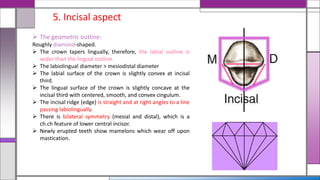 Mandibular central & lateral incisors | PPTX
