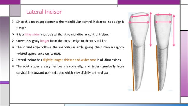 Mandibular central & lateral incisors | PPTX