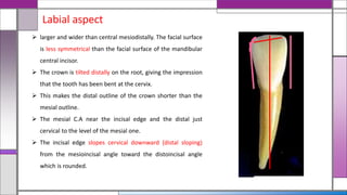 Mandibular central & lateral incisors | PPTX