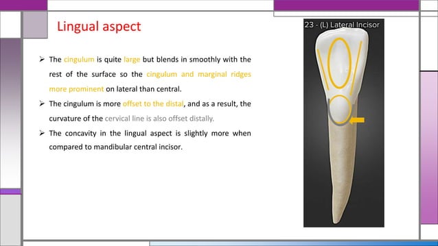 Mandibular central & lateral incisors | PPT