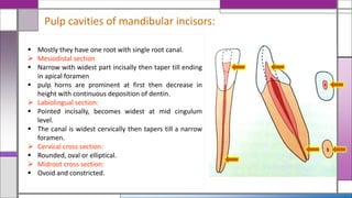 Mandibular central & lateral incisors | PPTX