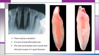 Mandibular central & lateral incisors | PPTX