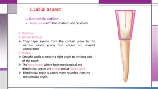 Mandibular central & lateral incisors | PPTX