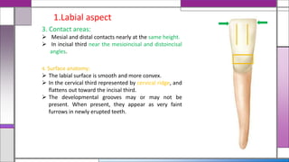 Mandibular central & lateral incisors | PPTX