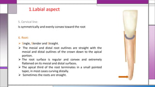 Mandibular central & lateral incisors | PPTX