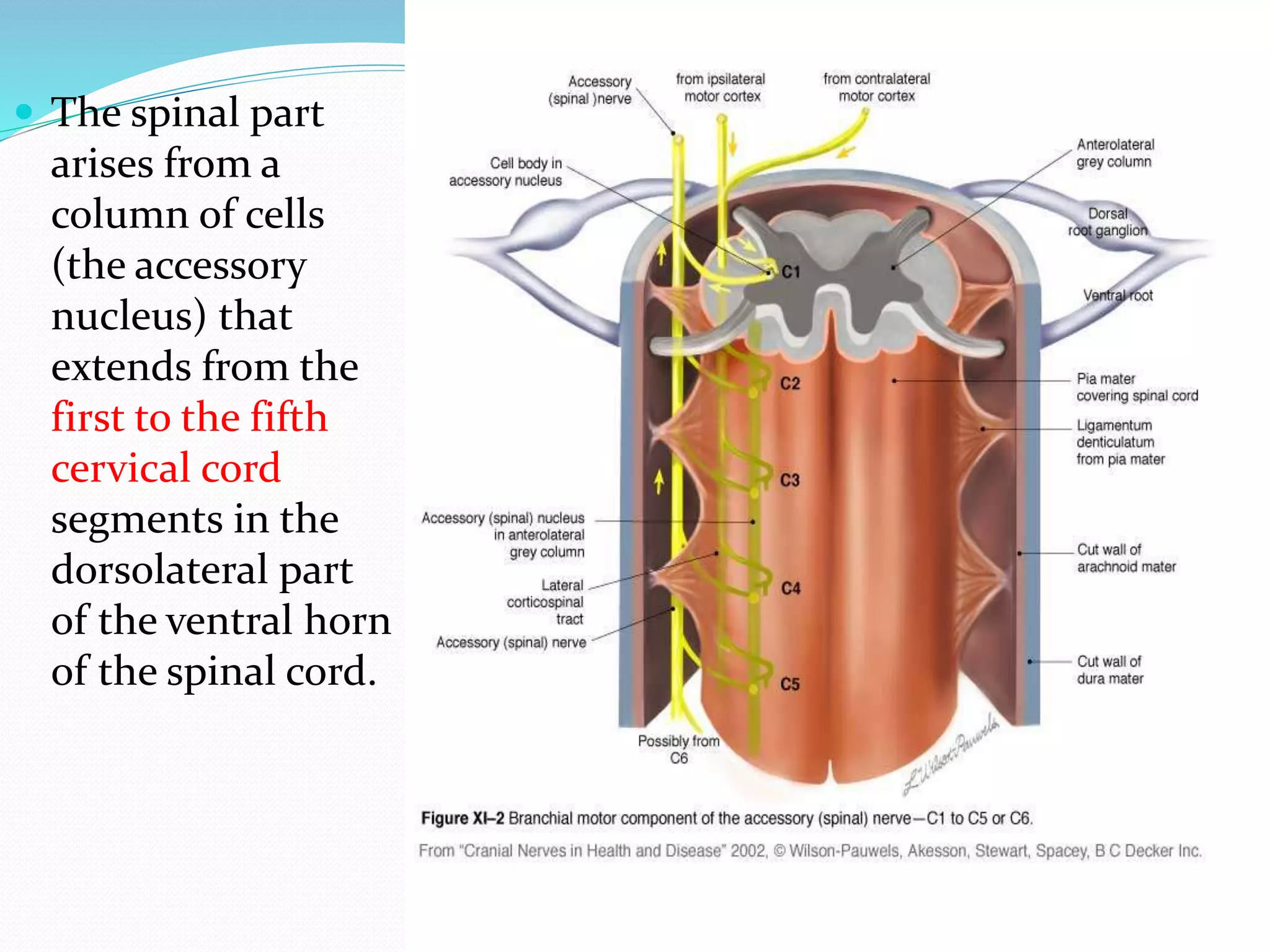 Lower cranial nerves ajay | PPTX