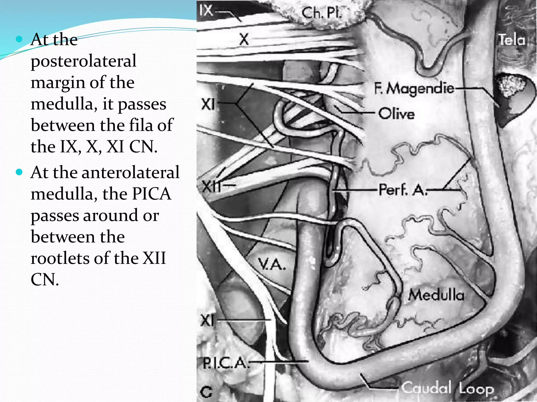 Lower cranial nerves ajay | PPTX