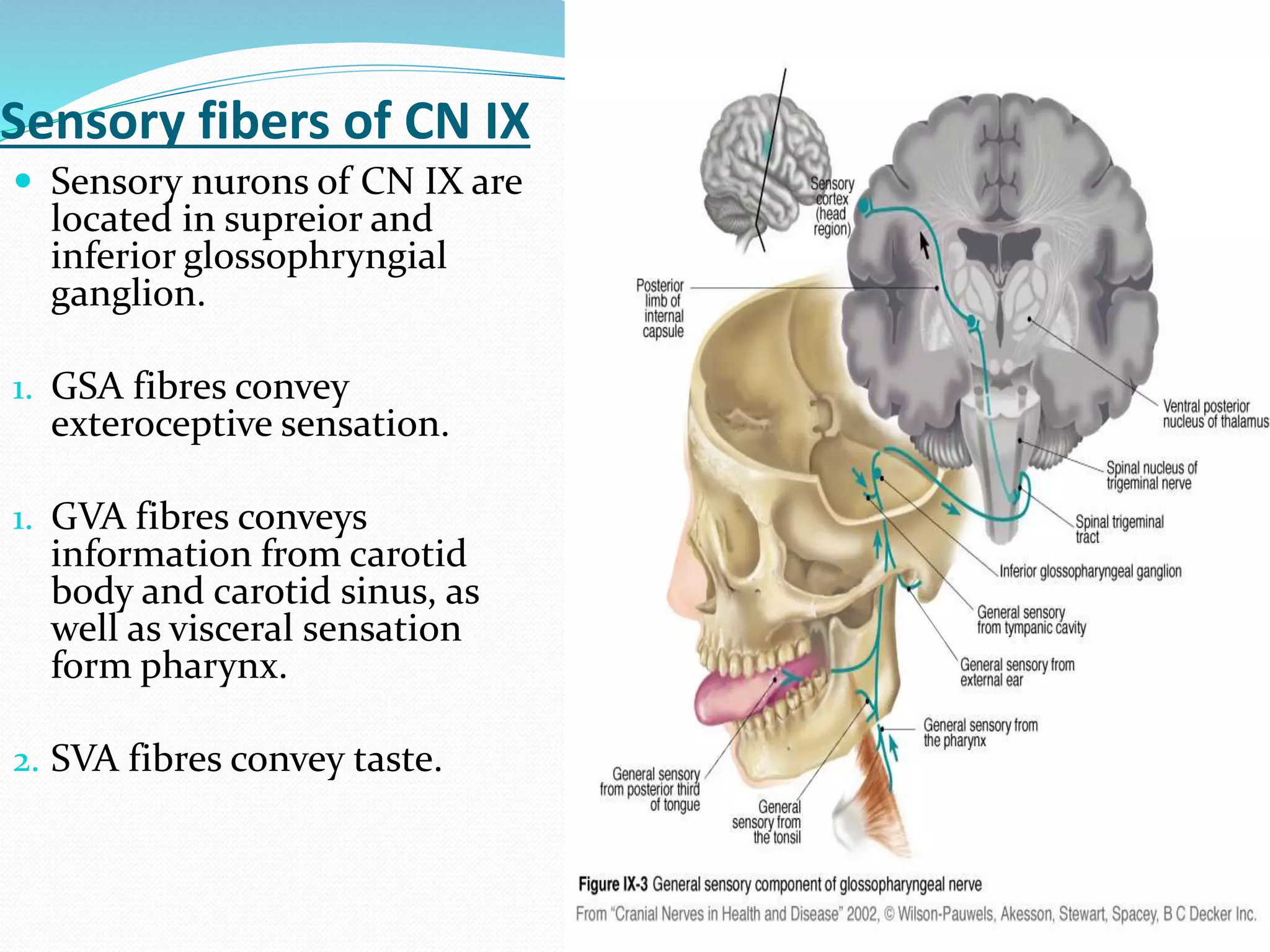 Lower cranial nerves ajay | PPTX