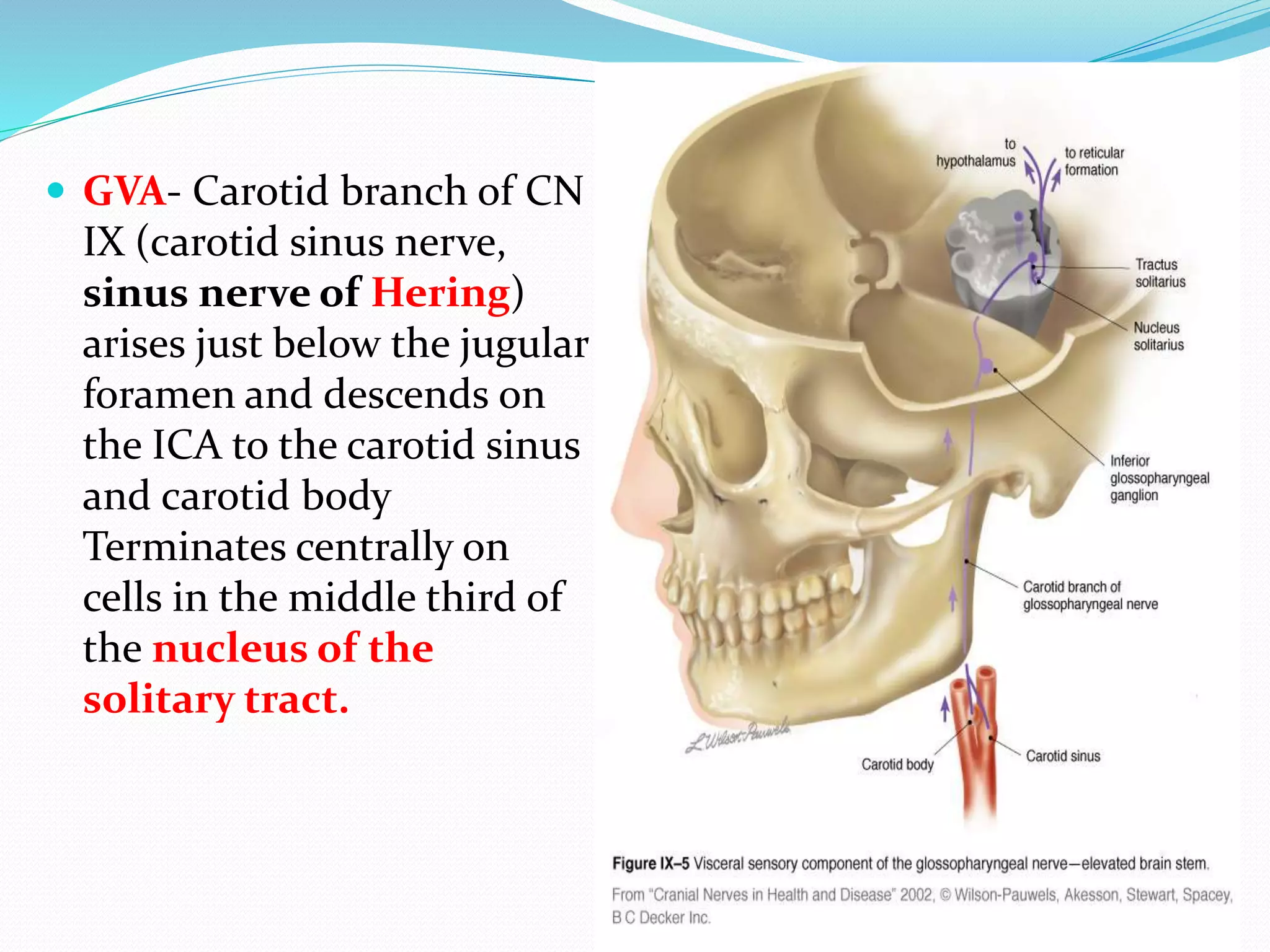Lower cranial nerves ajay | PPTX