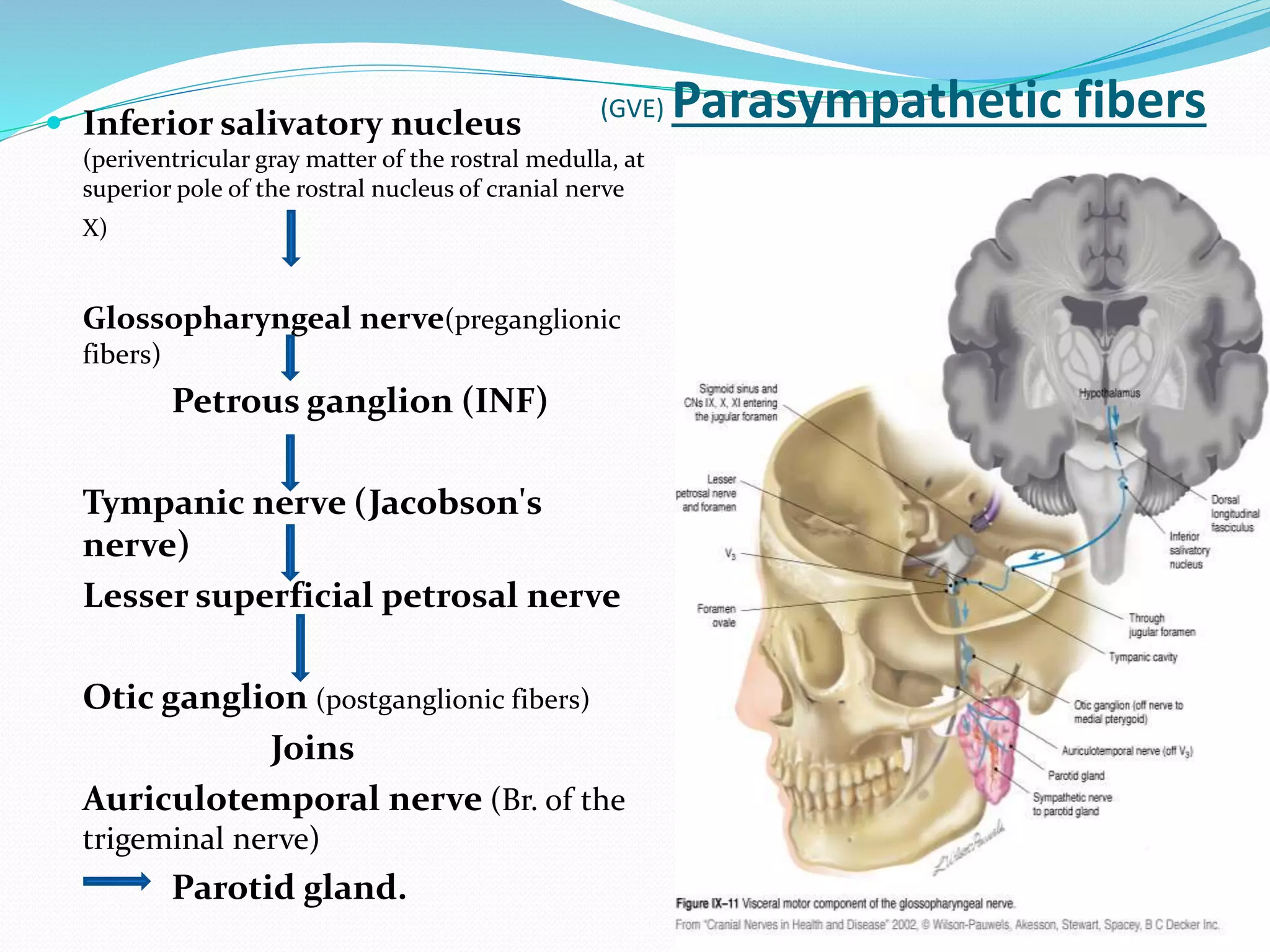 Lower cranial nerves ajay | PPTX
