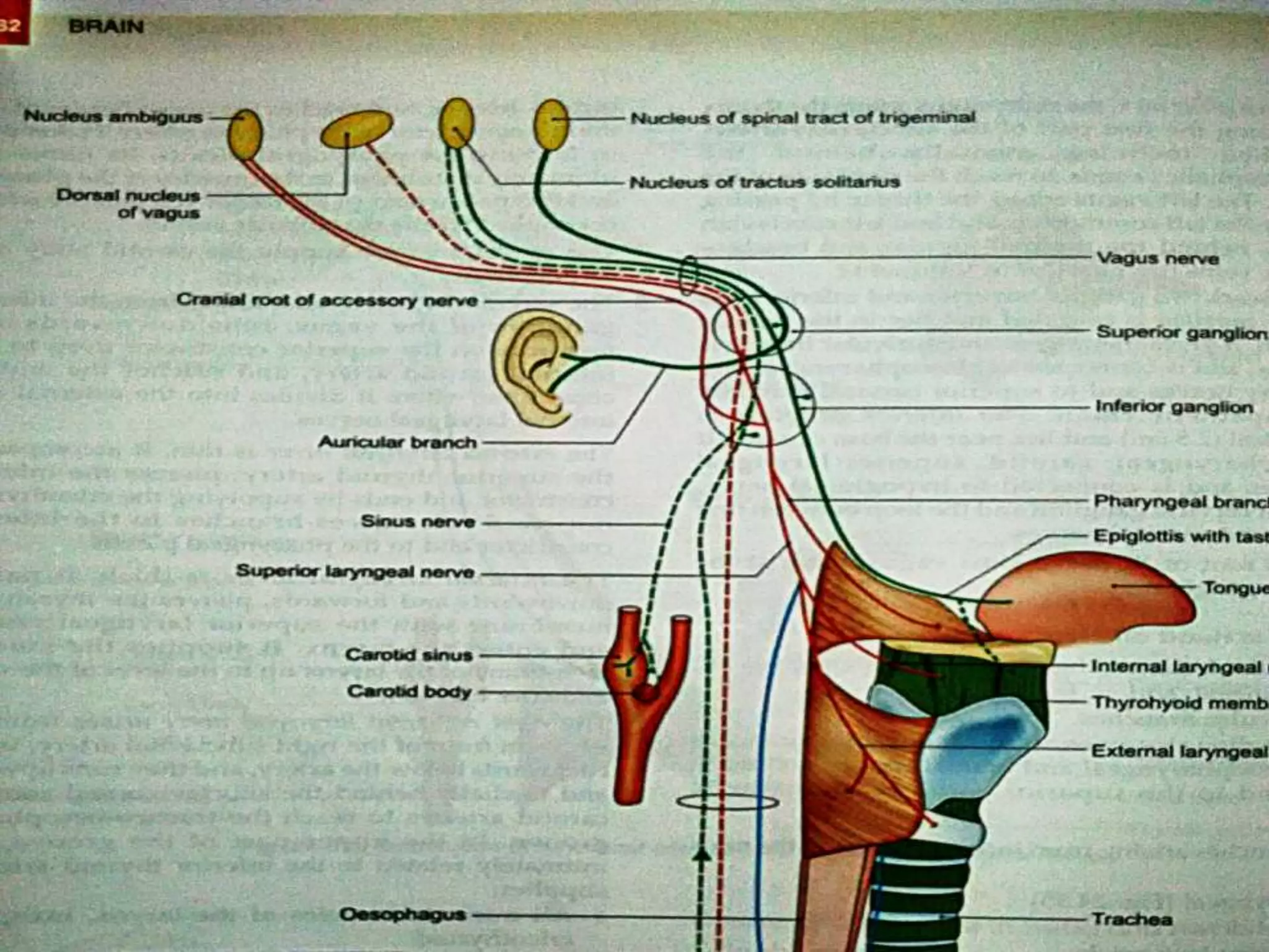 Lower cranial nerves ajay | PPT