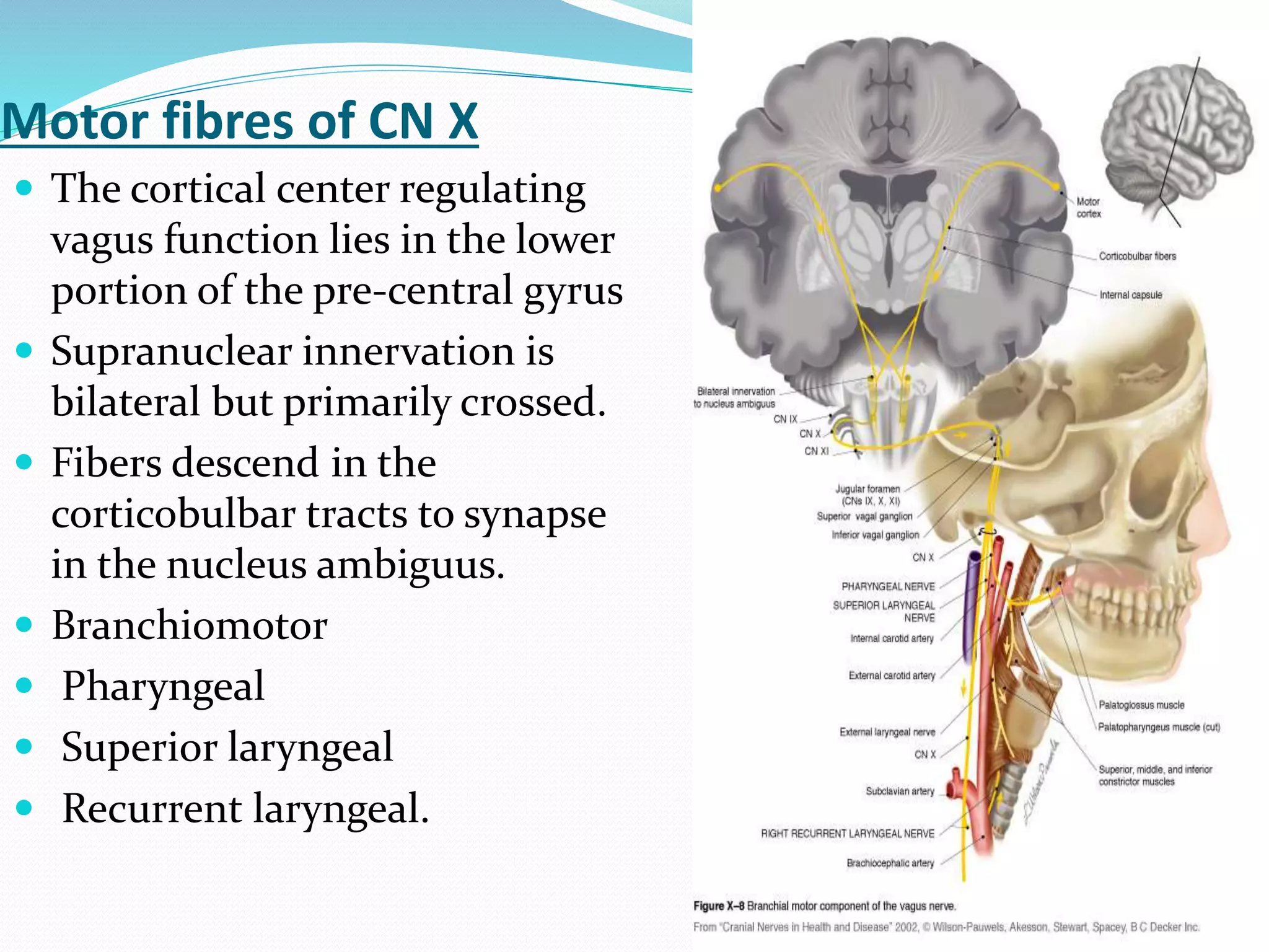 Lower cranial nerves ajay | PPTX