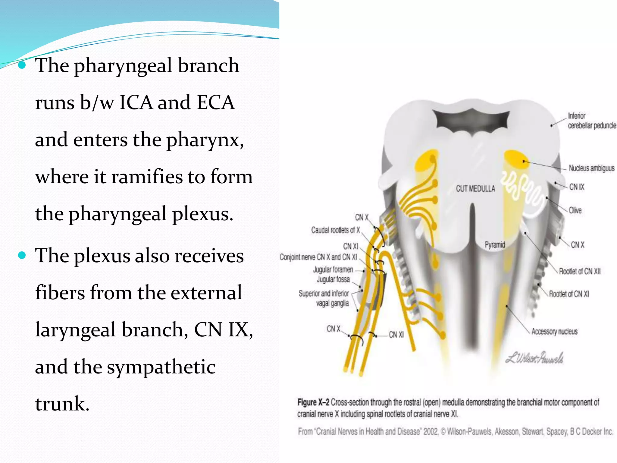 Lower cranial nerves ajay | PPT