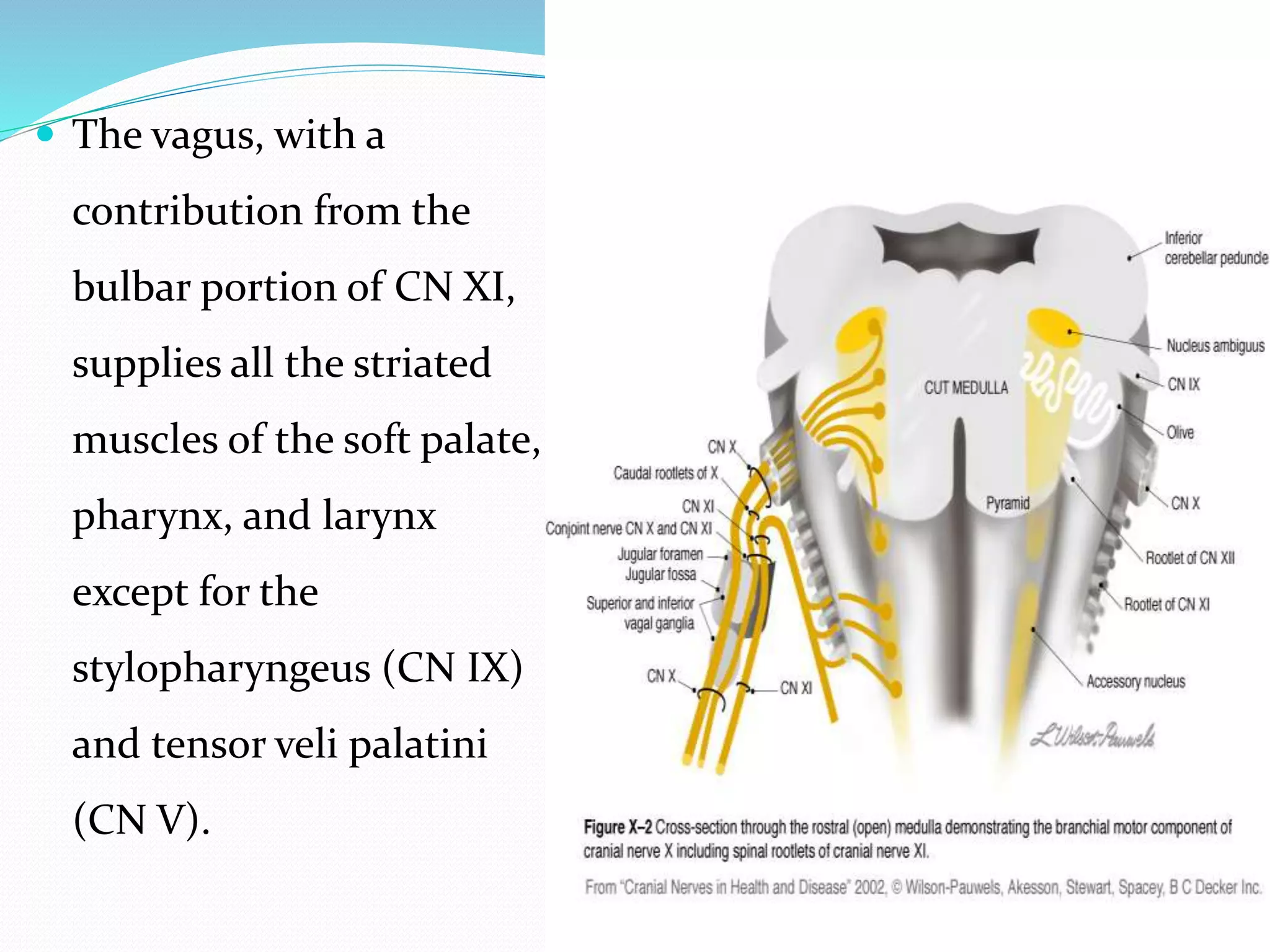 Lower cranial nerves ajay | PPTX