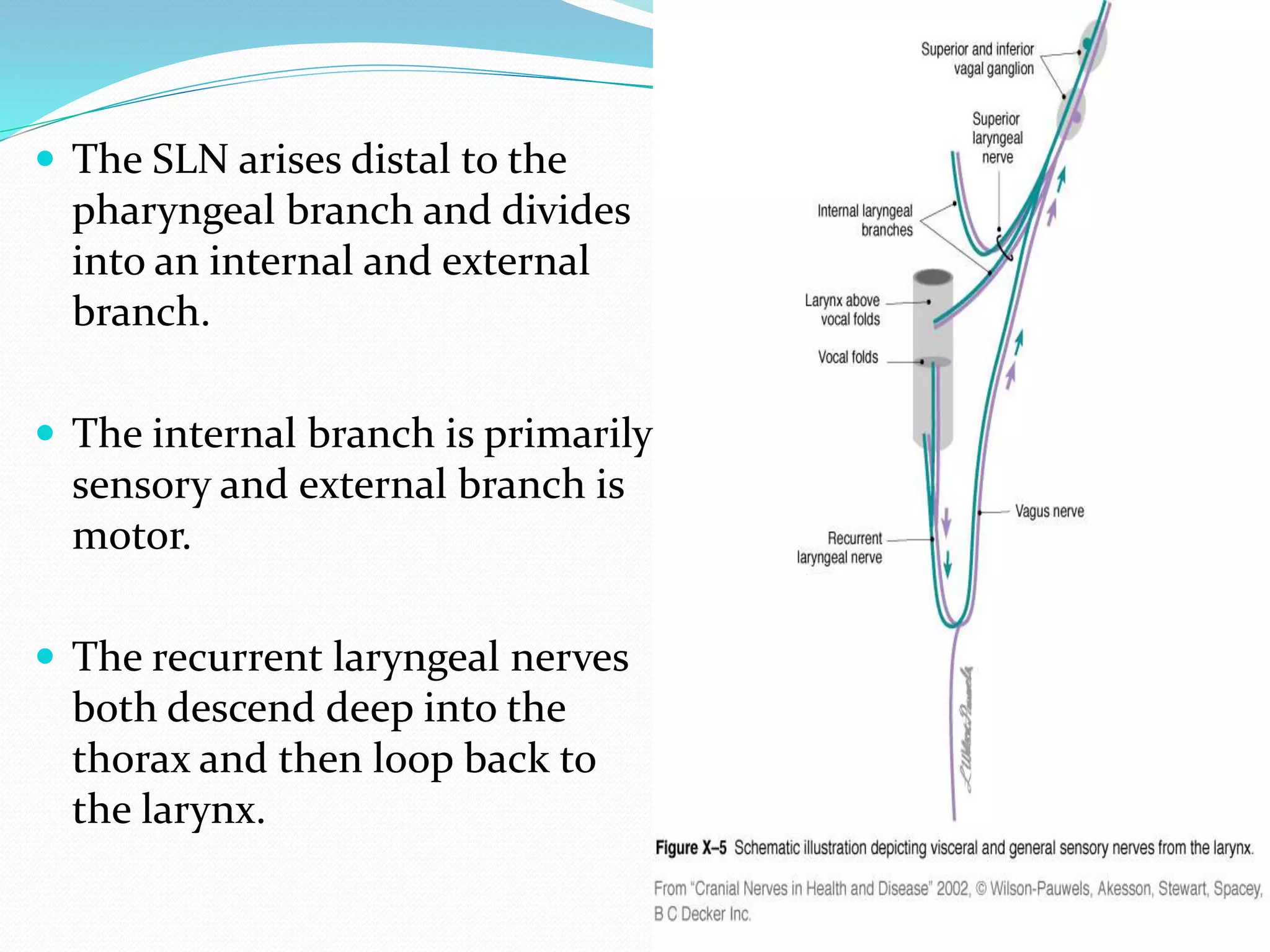 Lower cranial nerves ajay | PPTX