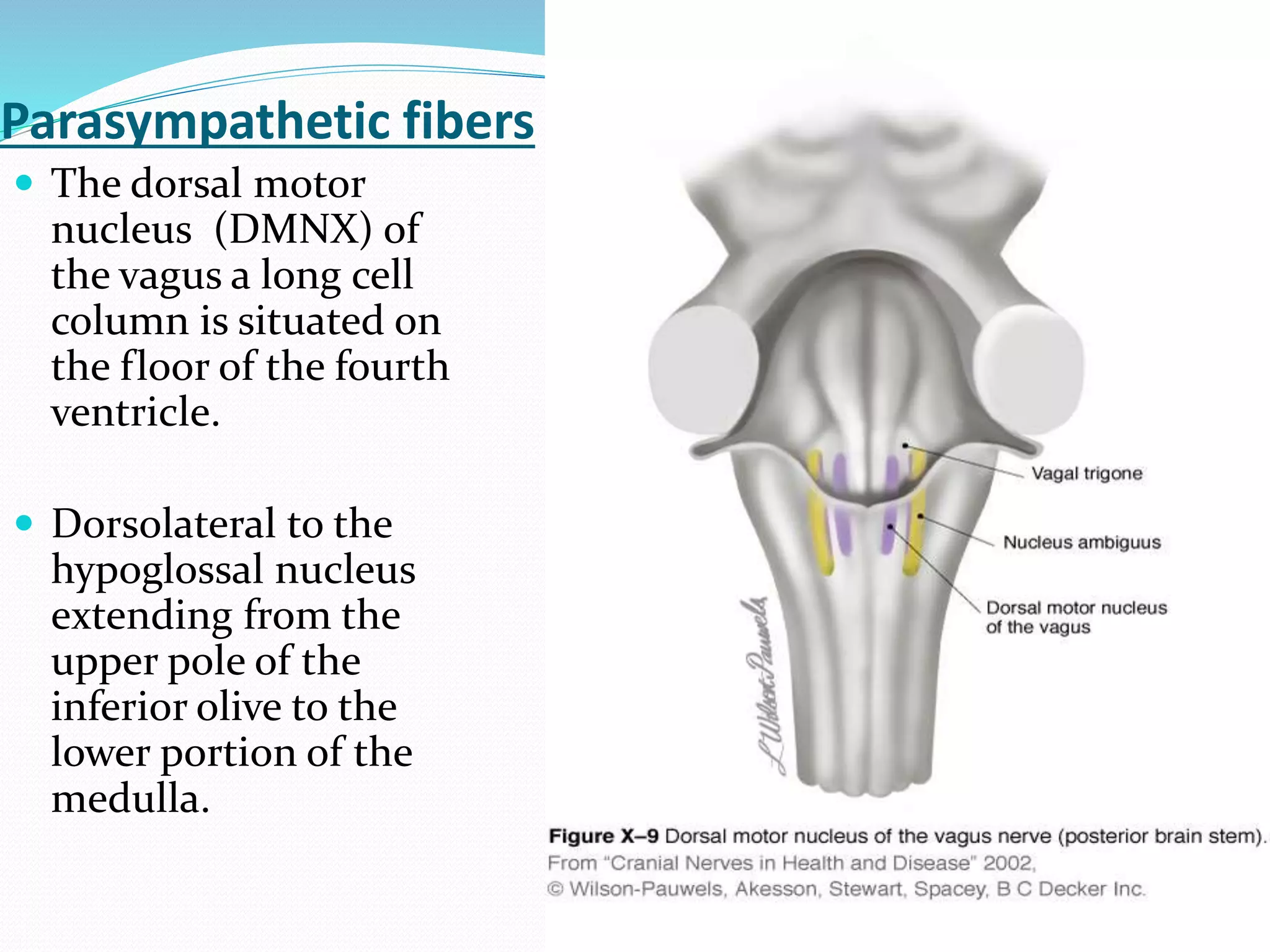 Lower cranial nerves ajay | PPTX