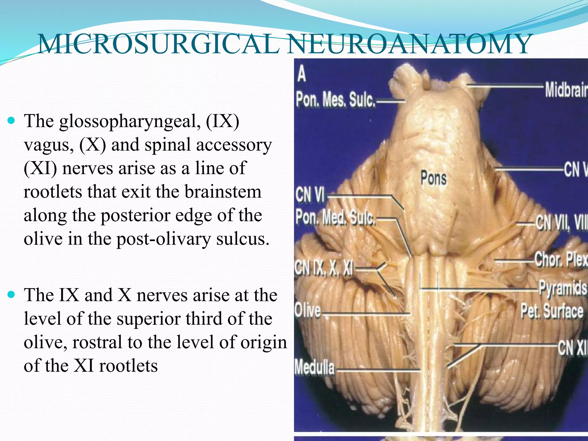 Lower cranial nerves ajay | PPTX