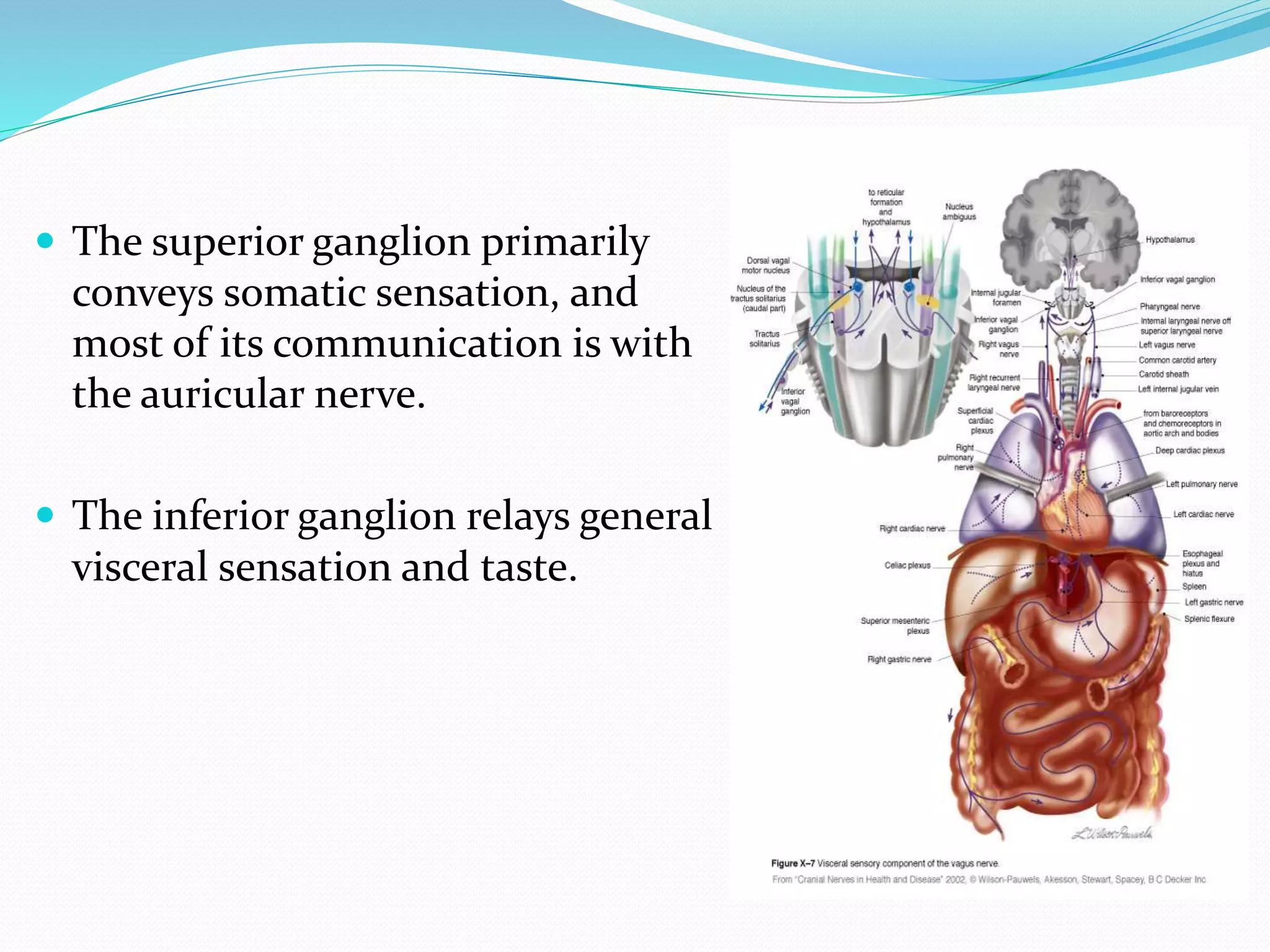 Lower cranial nerves ajay | PPTX
