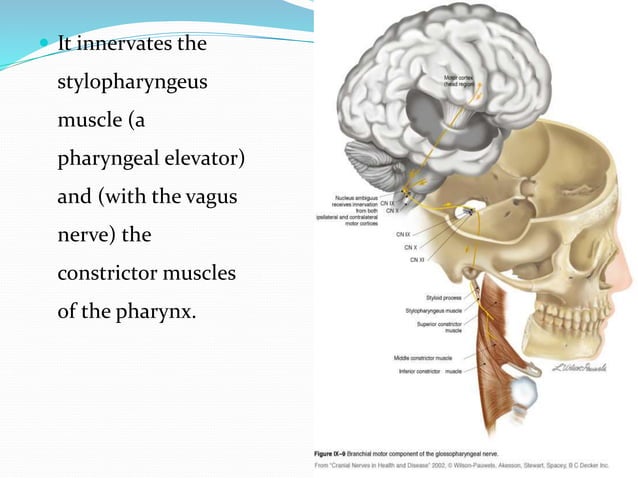 Lower cranial nerves ajay | PPT