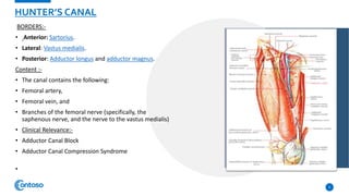 Lower extremity | PPTX