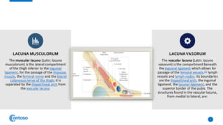 Lower extremity | PPT