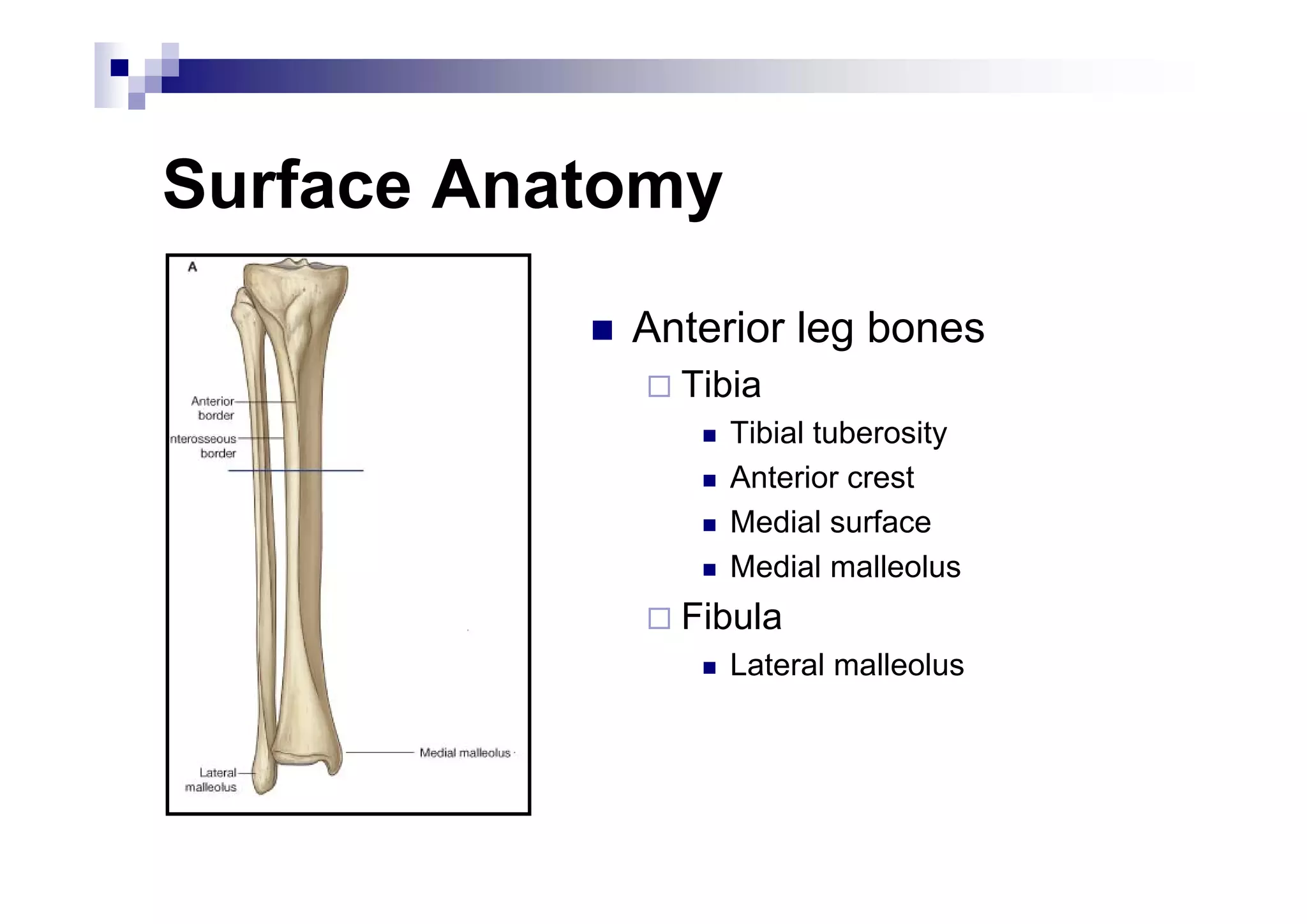 Lower extremity.pdf