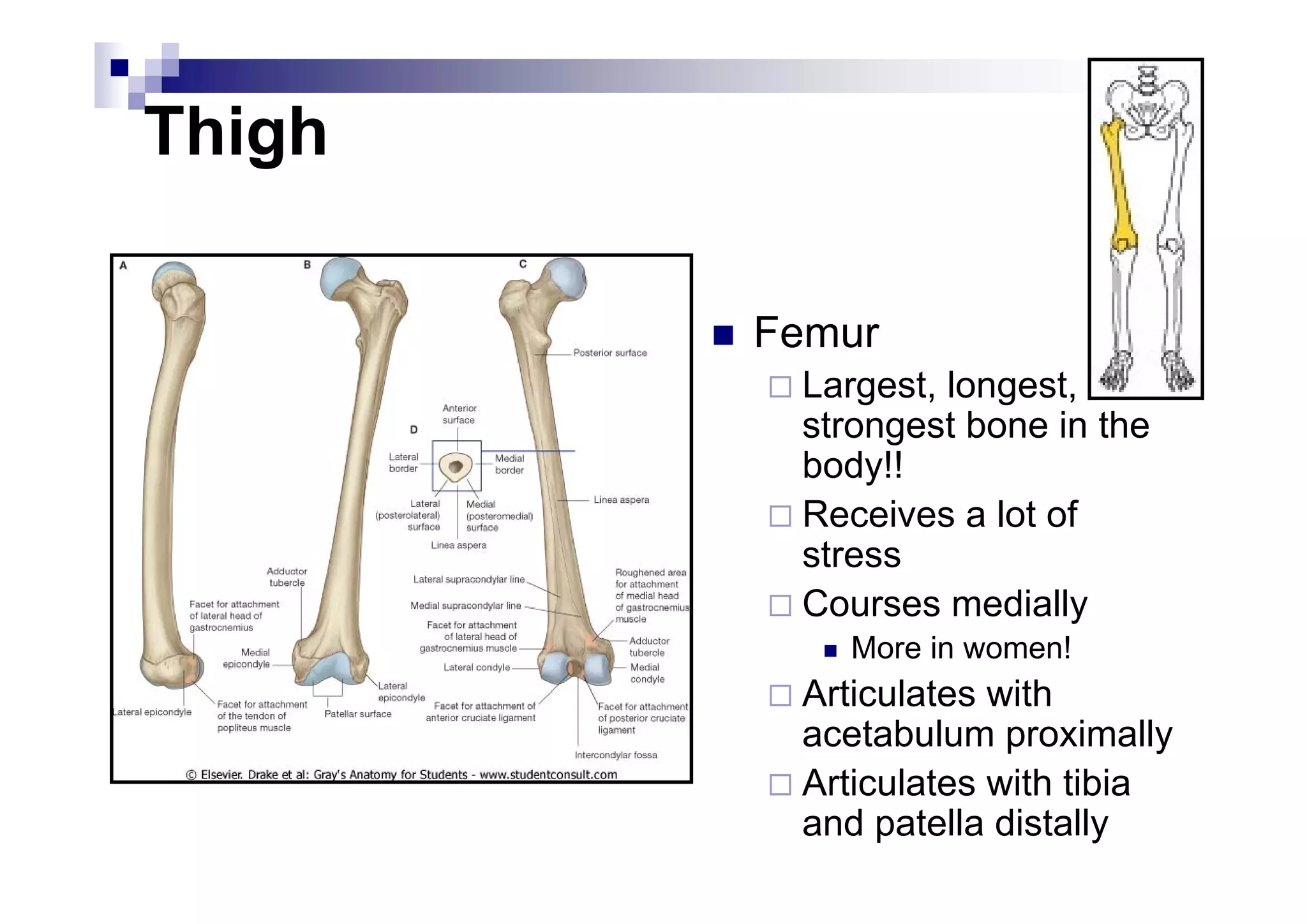 Lower extremity.pdf