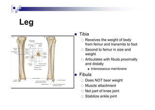 Lower extremity.pdf