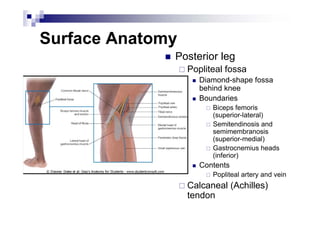 Lower extremity.pdf