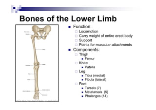 Lower extremity.pdf