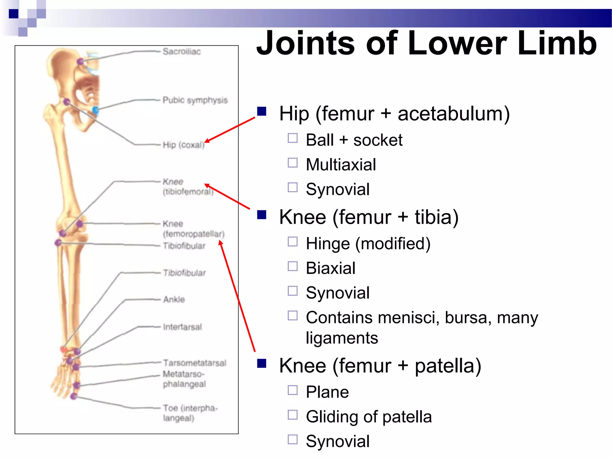 Lower extremity | PPT