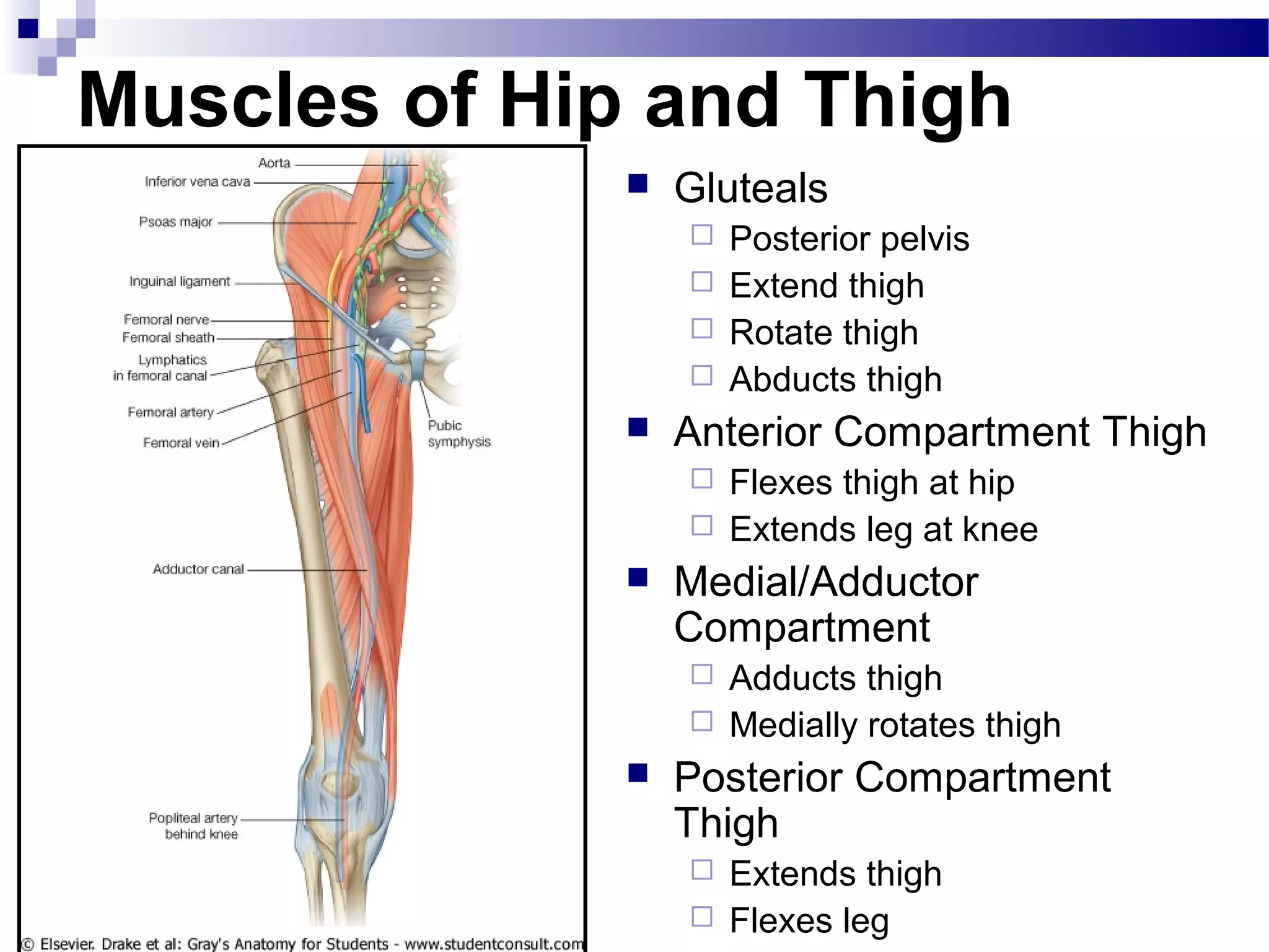 Lower extremity | PPT