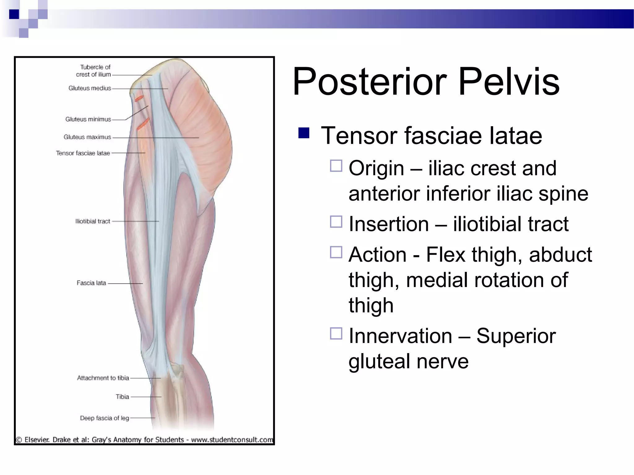 Lower extremity | PPT