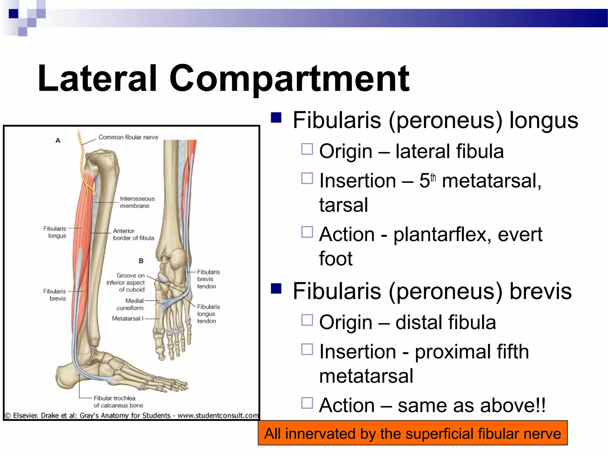 Lower extremity | PPT