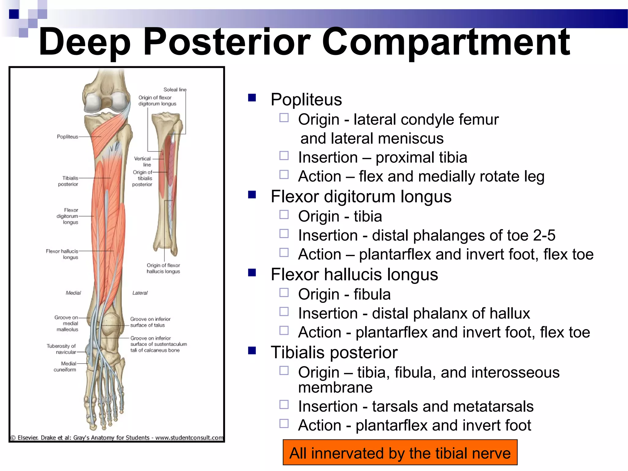 Lower extremity | PPT