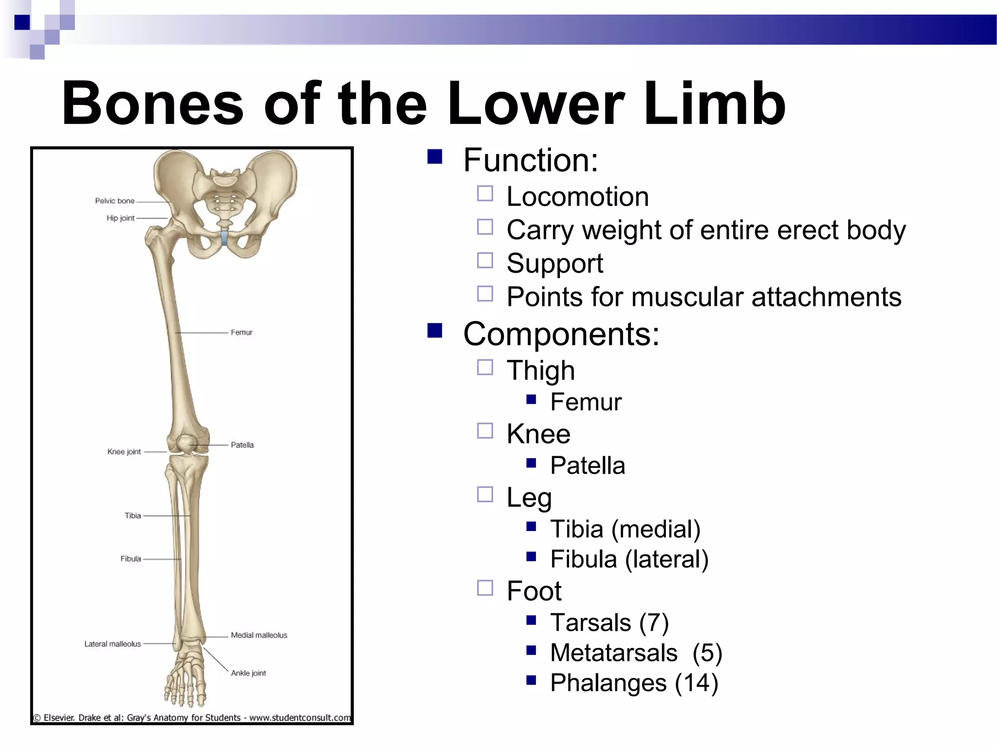 Lower extremity | PPT