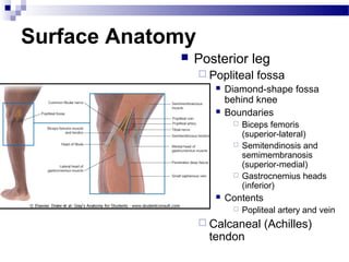 Lower extremity | PPT