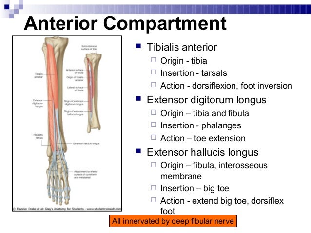 Tibialis Anterior Insertion