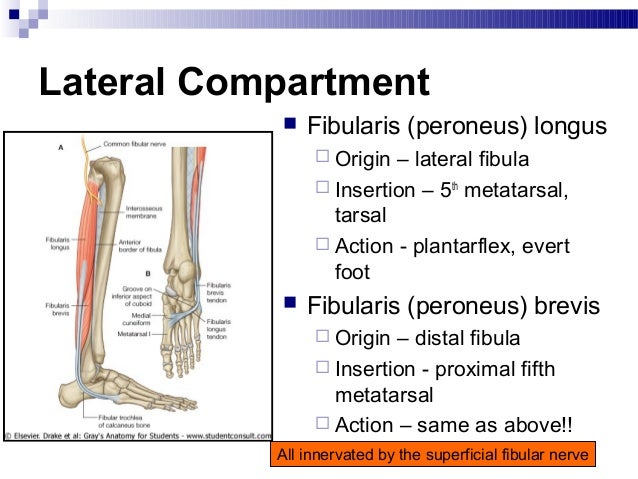Lower extremity