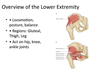 Lower_Extremity_Muscles_Anatomy extremity.pptx