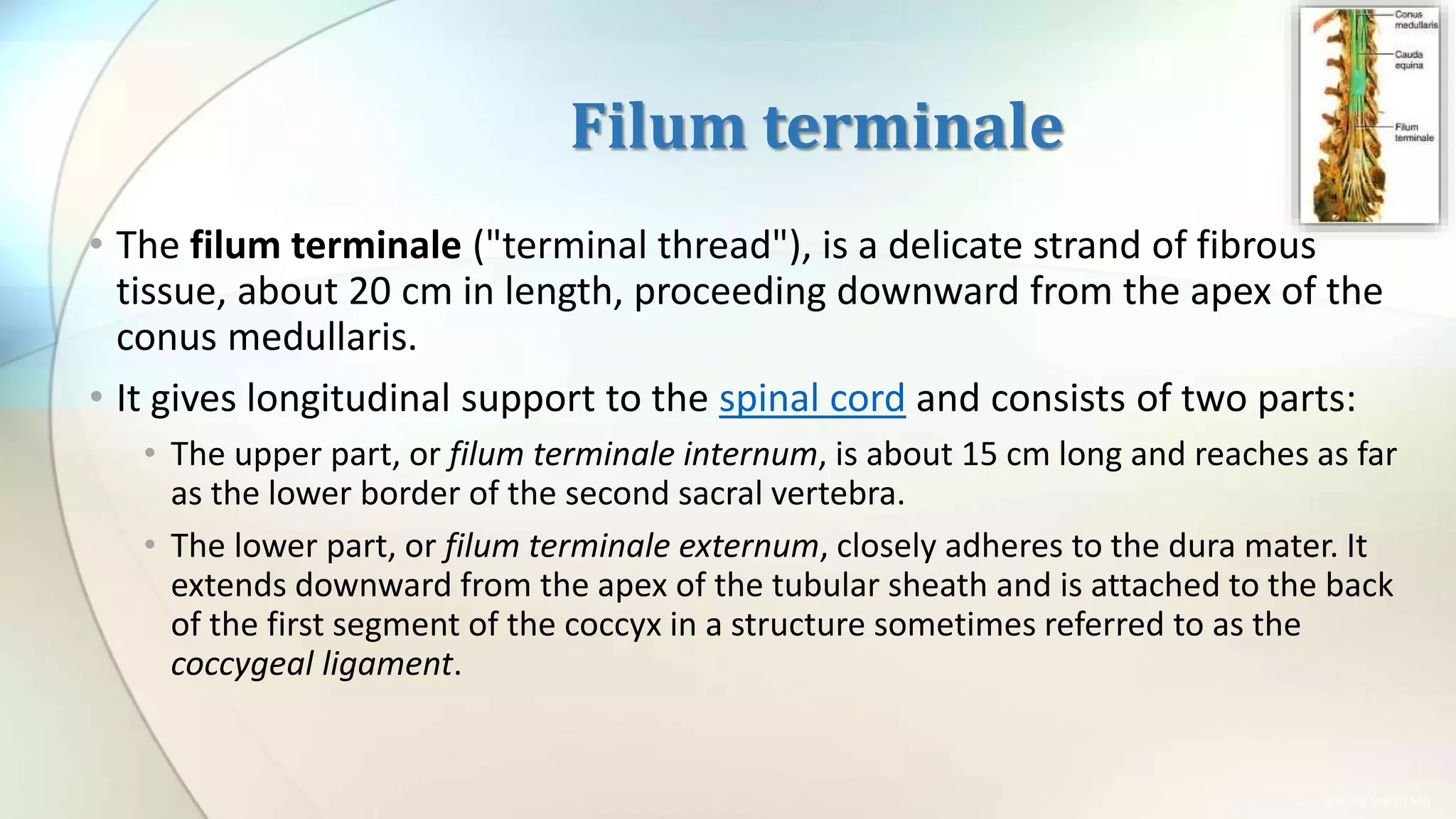 Lower Extremity Somatosensory Evoked Potentials (lower SSEP) | PPTX
