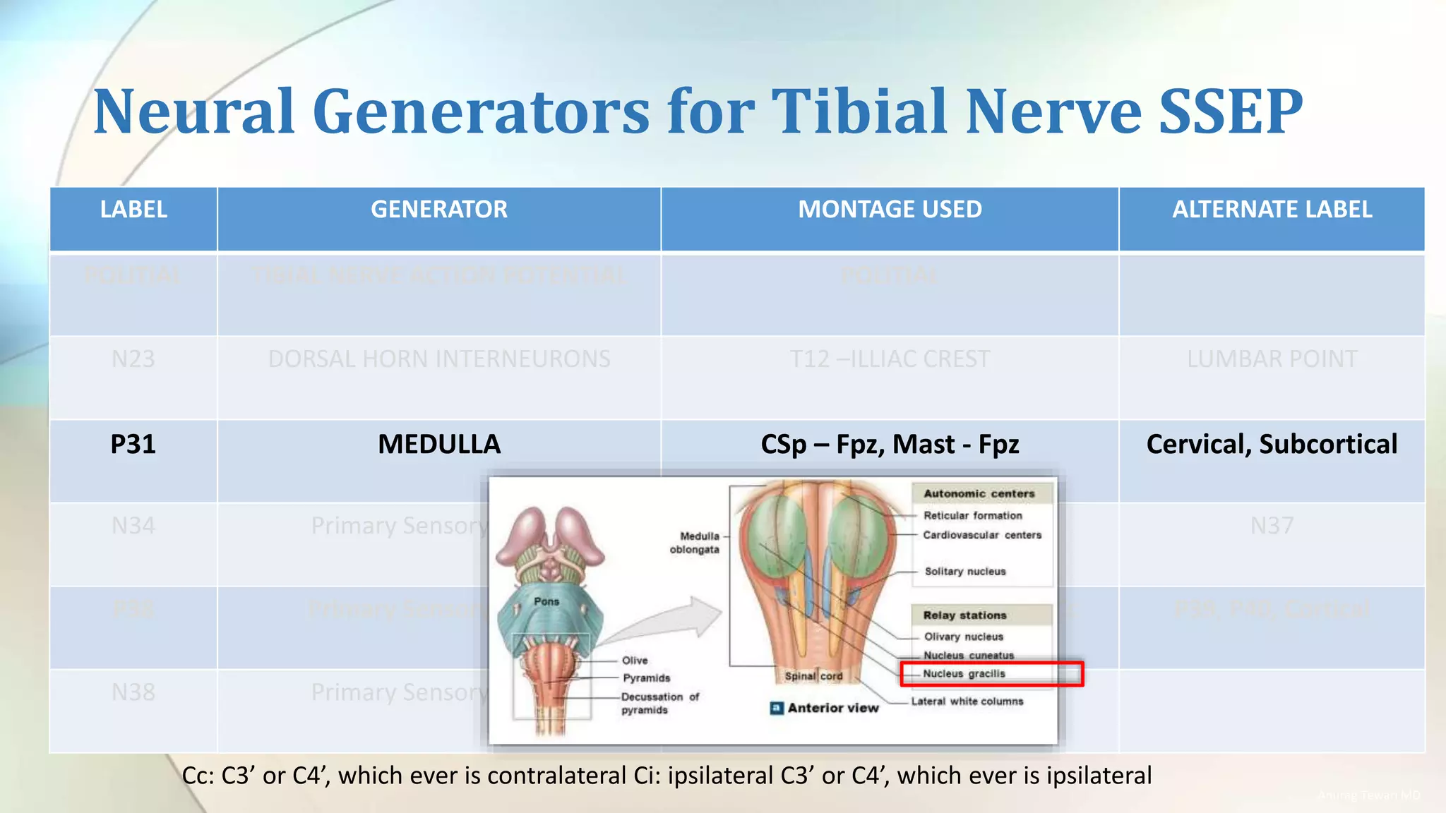 Lower Extremity Somatosensory Evoked Potentials (lower SSEP) | PPTX